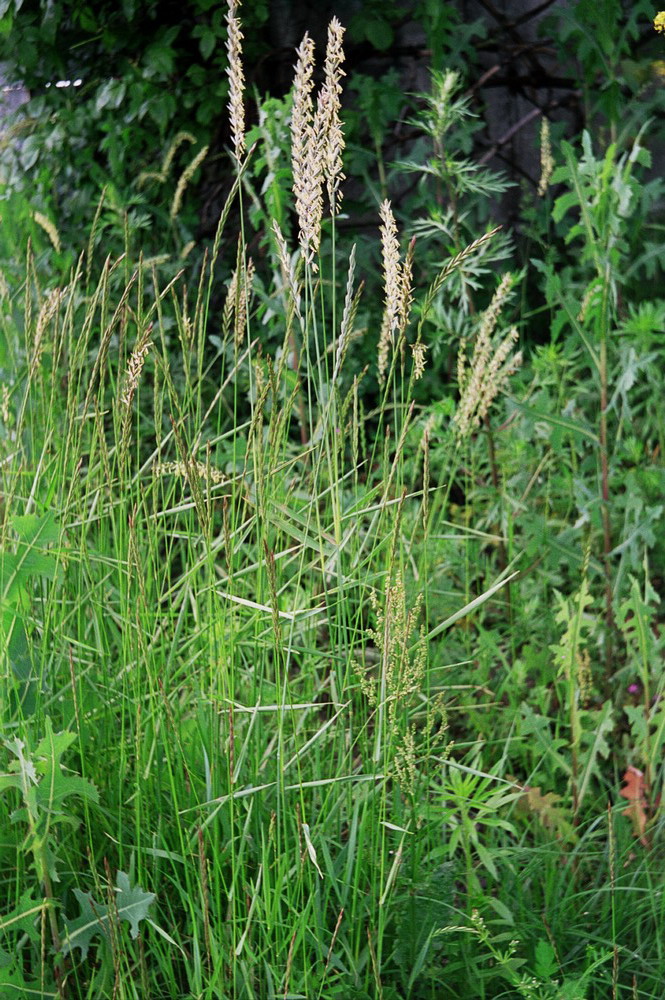 TITUS 25WG 20g | Asortyment \ ŚRODKI OCHRONY ROŚLIN \ UPRAWA ...