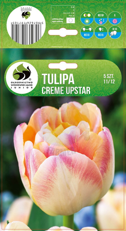 TULIPAN CREME UPSTAR 11/12 5 PCS | Assortment \ BULBS \ FLOWERS Brands ...